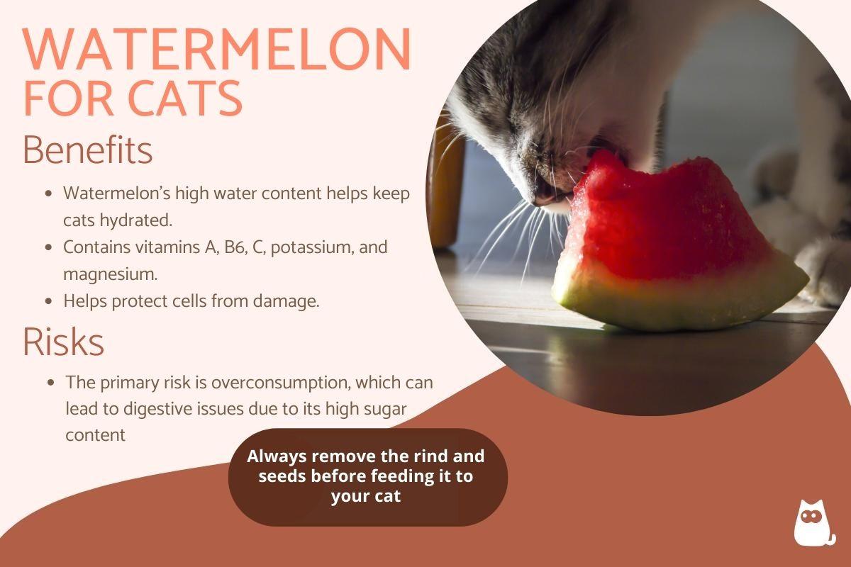 Is Watermelon Safe for Cats? - Benefits and Risks