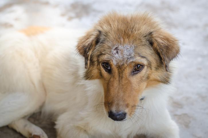 Squamous Cell Carcinoma in Dogs - Skin Cancer Types, Causes and Treatment