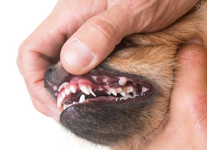 Squamous Cell Carcinoma in Dogs - Skin Cancer Types, Causes and Treatment