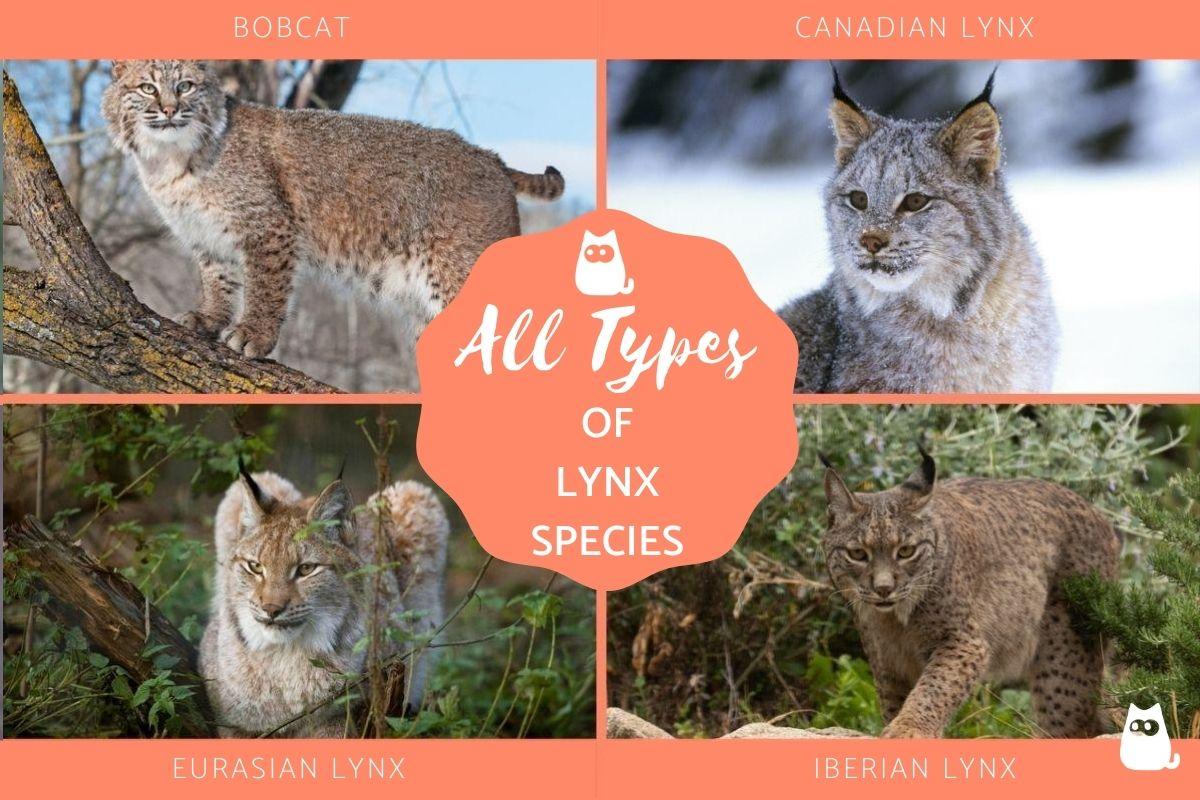 All Types of Lynx Species with Characteristics and Photos