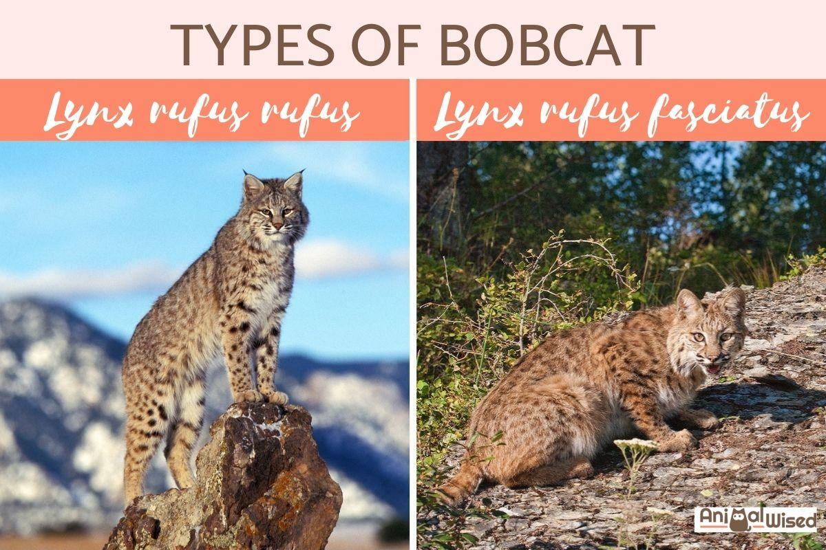 All Types of Lynx Species with Characteristics and Photos