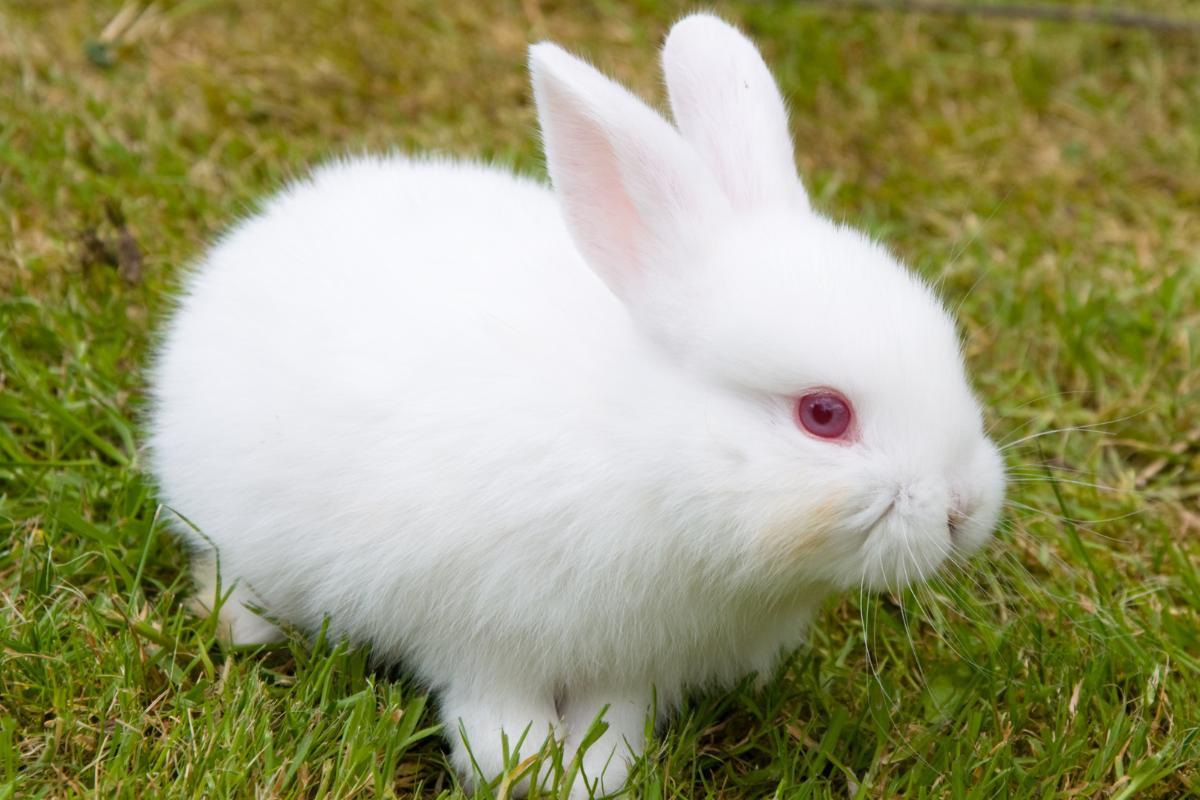Red Eye in Rabbits - Causes and Treatment With Red Eye Rabbit Breeds