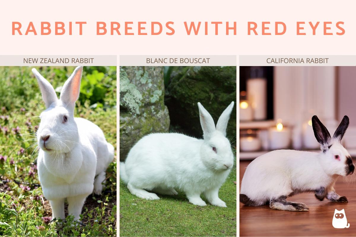 Red Eye in Rabbits - Causes and Treatment With Red Eye Rabbit Breeds