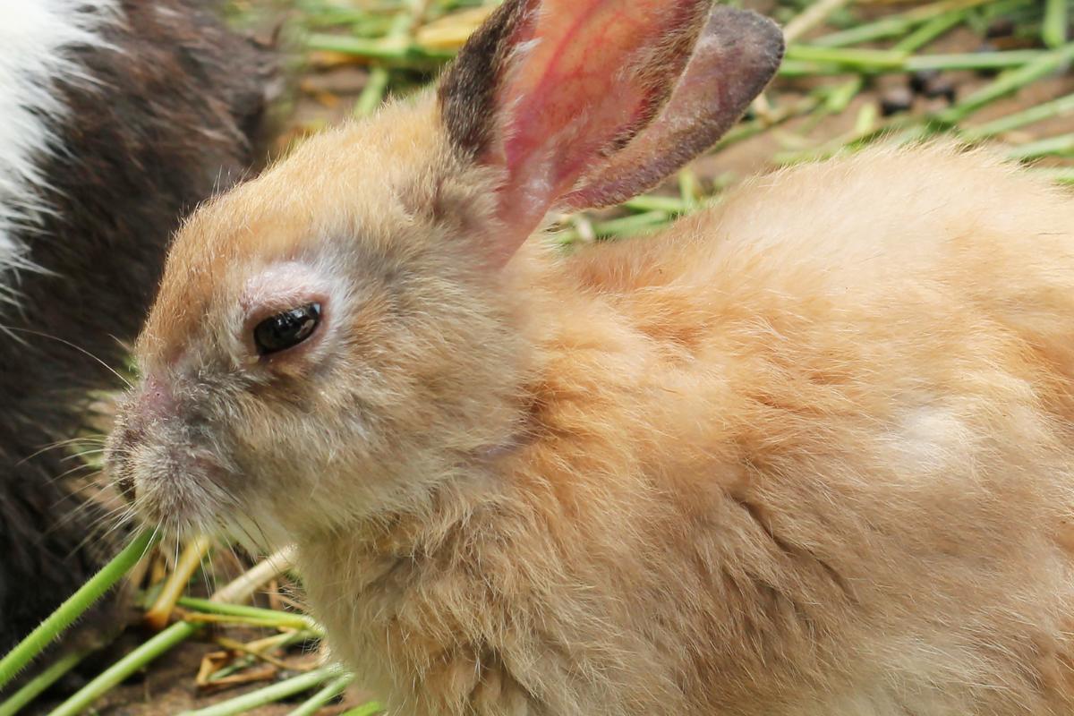 Red Eye in Rabbits - Causes and Treatment With Red Eye Rabbit Breeds
