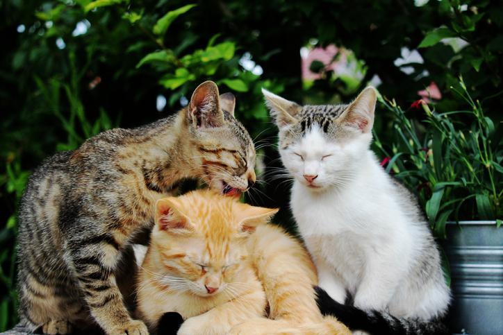 How to Introduce a Third Cat into a Home - Is Adding a Third Cat a Good ...