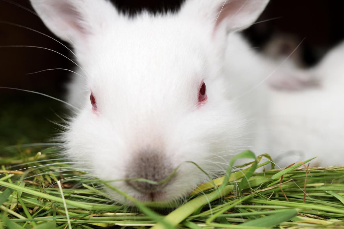 Red Eye in Rabbits - Causes and Treatment With Red Eye Rabbit Breeds