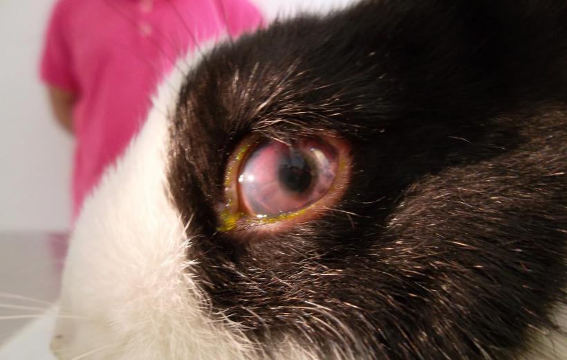 Red Eye in Rabbits - Causes and Treatment With Red Eye Rabbit Breeds