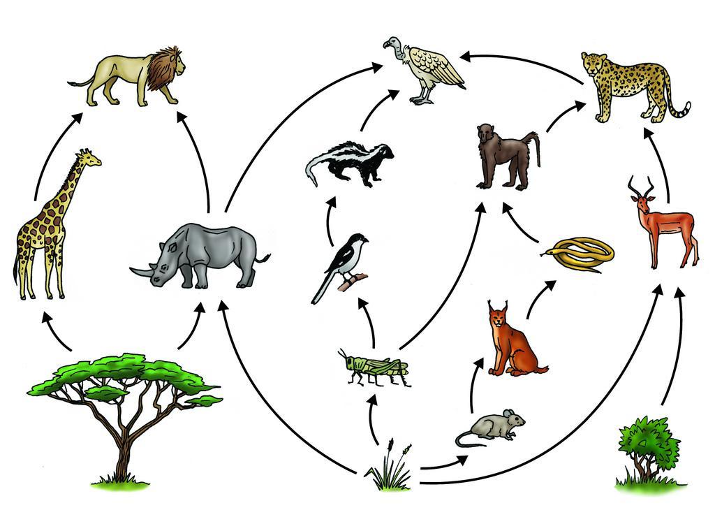 What Are Scavenger Animals? - Types and examples