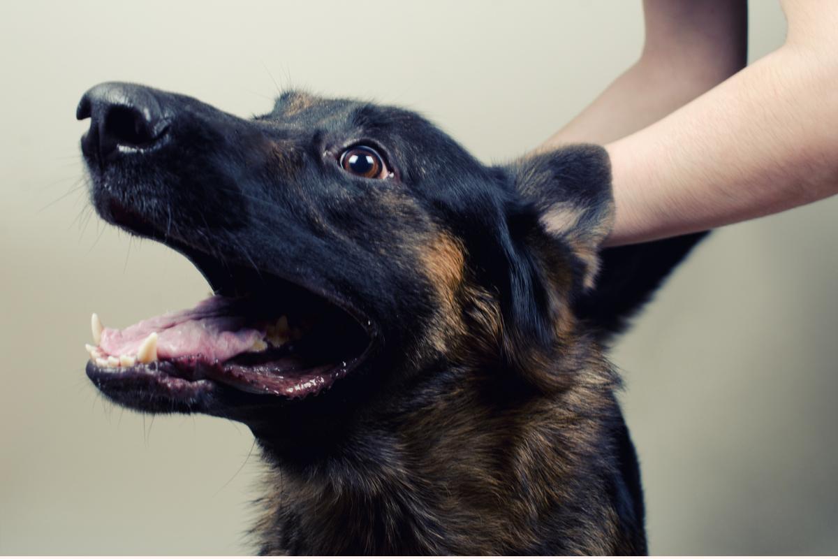 How to Help Calm Down a Fearful Dog - How to Comfort a Dog in Distress