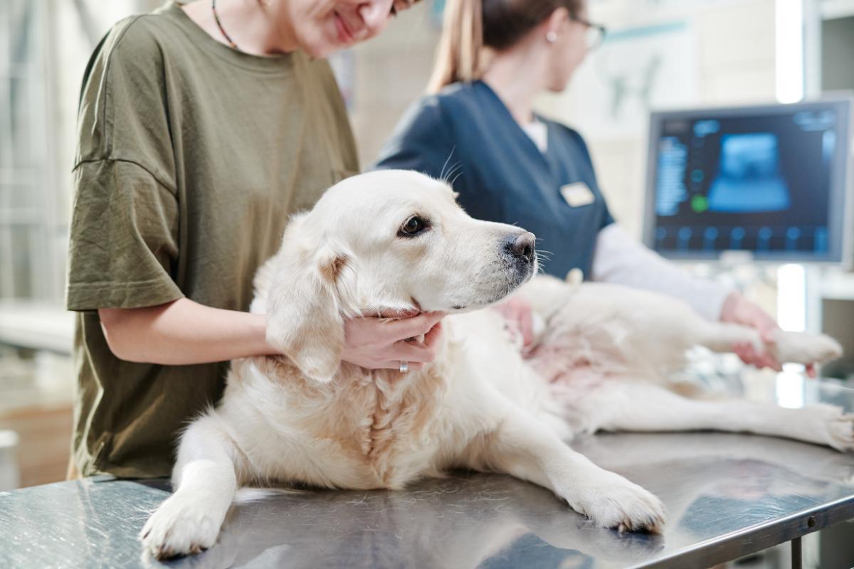 Combating Hypothyroidism in Dogs - A Guide to Extended Lifespans