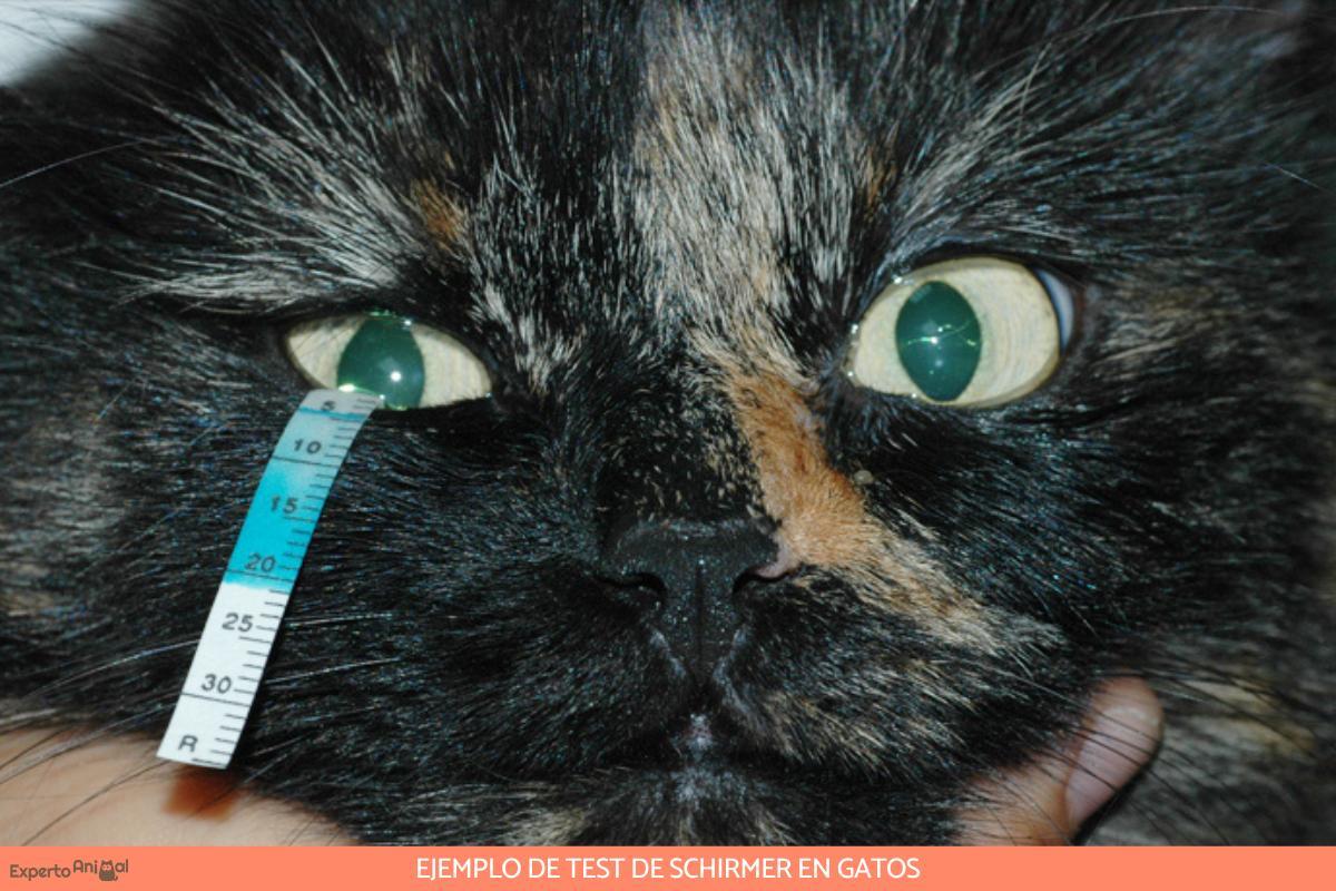 My Cat Has a Swollen Eyelid - Blepharitis in Cats