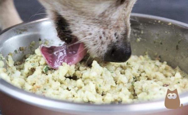 Folliculitis in Dogs - Causes, Symptoms and Treatment