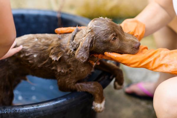 Folliculitis in Dogs - Causes, Symptoms and Treatment