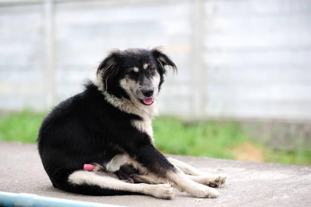 Canine Priapism Causes and Treatment - Prolonged Erection in Dogs