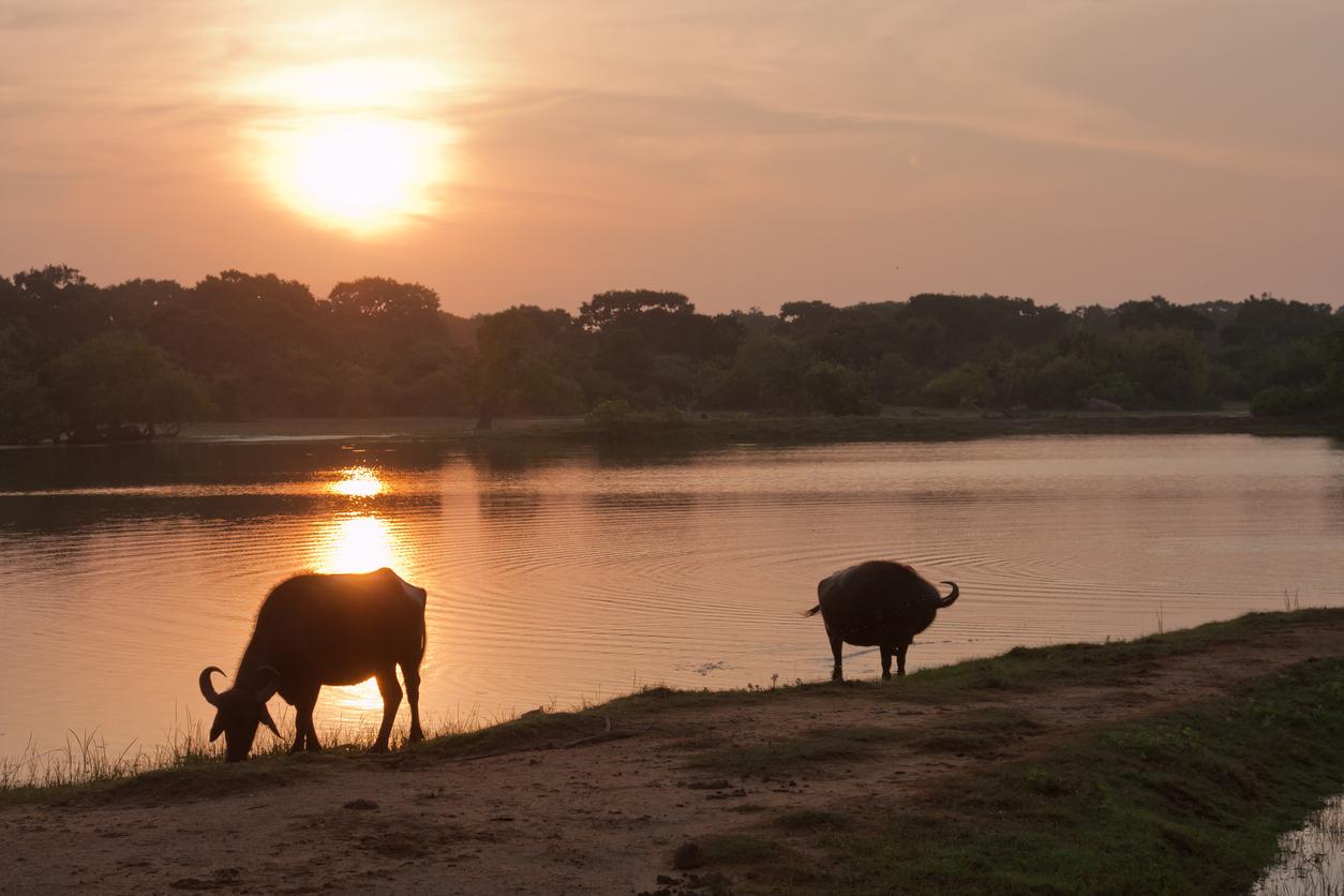 Why is the Wild Water Buffalo Endangered?