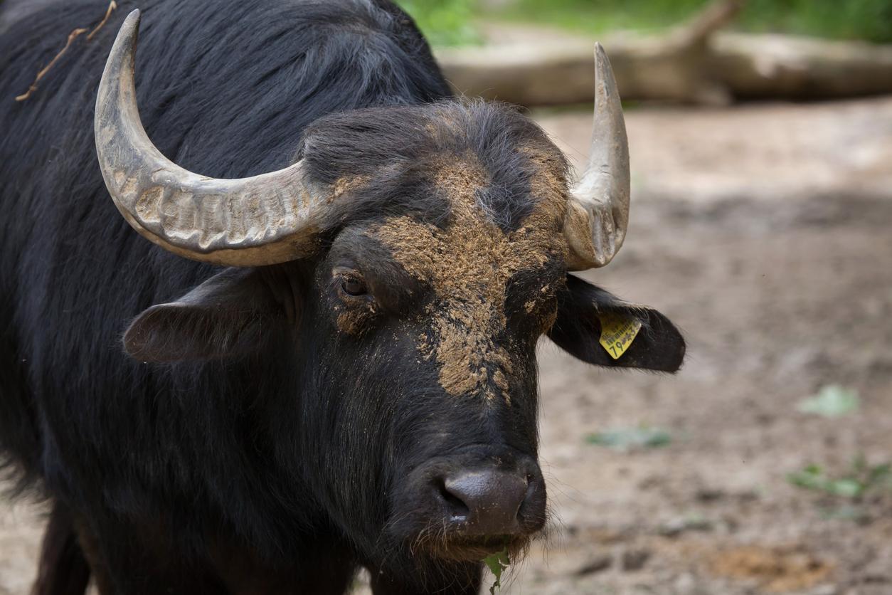 Why is the Wild Water Buffalo Endangered?