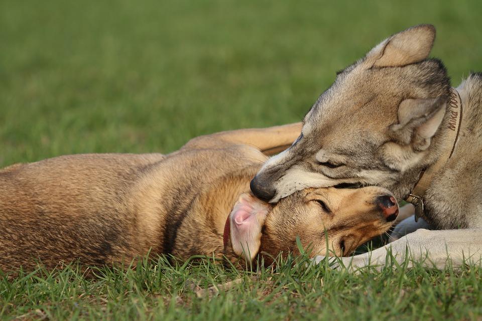 My Dog Is in Heat and Aggressive - Why and What to Do