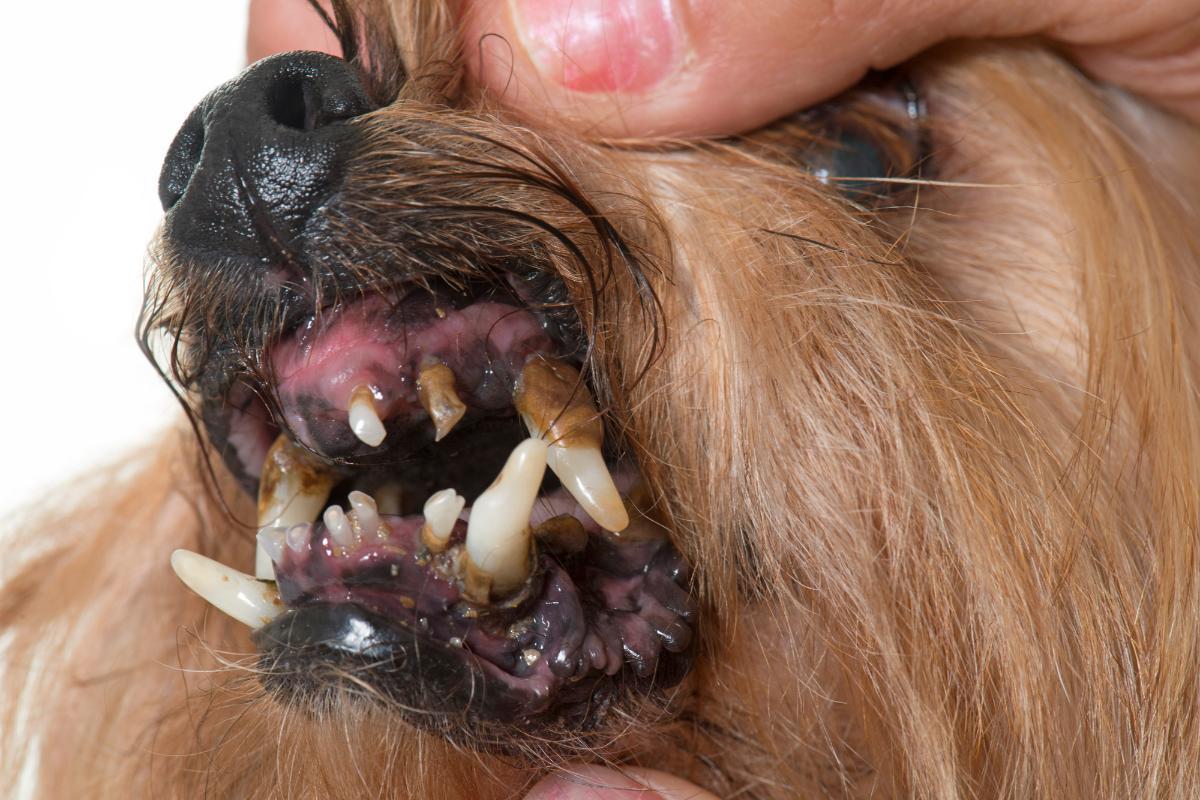 Sore Mouth in Dogs - Causes and Treatment