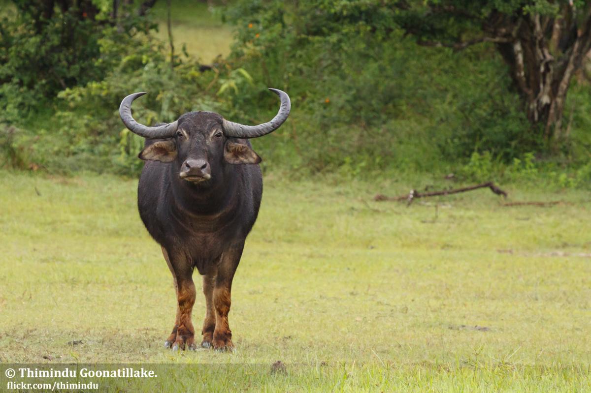 Why is the Wild Water Buffalo Endangered?