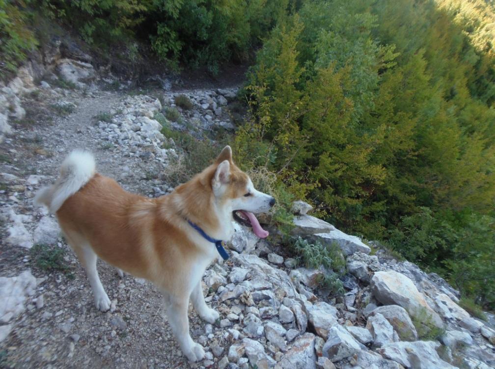 Are Akita Inus Dangerous Dogs?