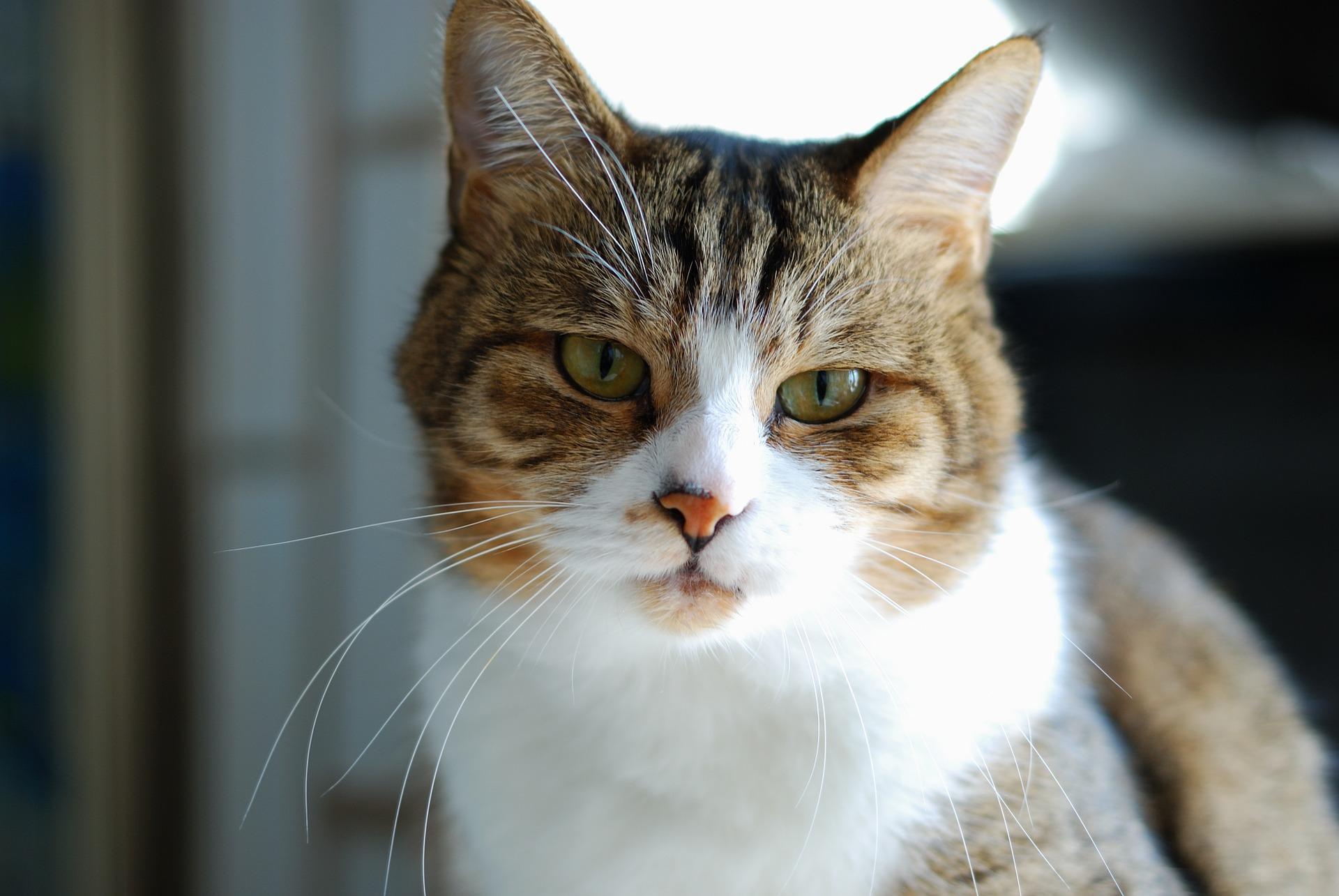 Signs of Rabies in Cats Eyes - Feline Rabies - Symptoms, Diagnosis ...