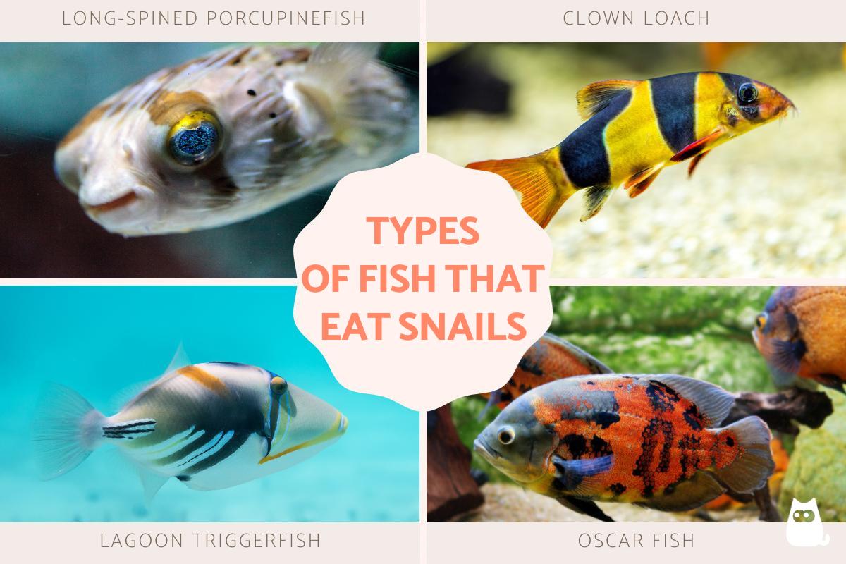 10 Fish That Eat Snails - Freshwater and Marine Fish