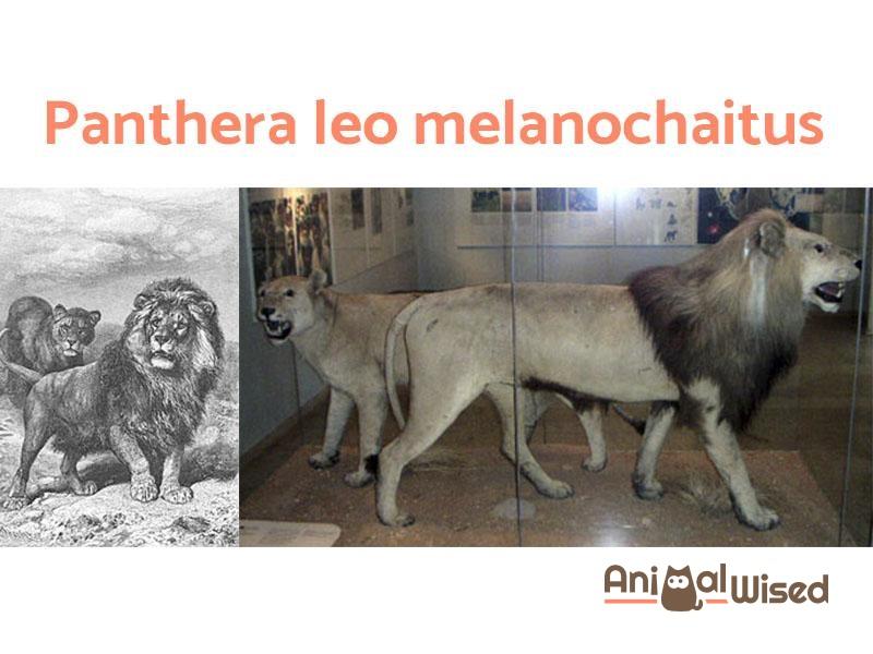 7 Extinct Big Cat Species - Prehistoric and Recently Extinct Large Cats