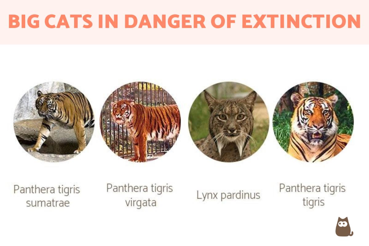 7 Extinct Big Cat Species - Prehistoric and Recently Extinct Large Cats