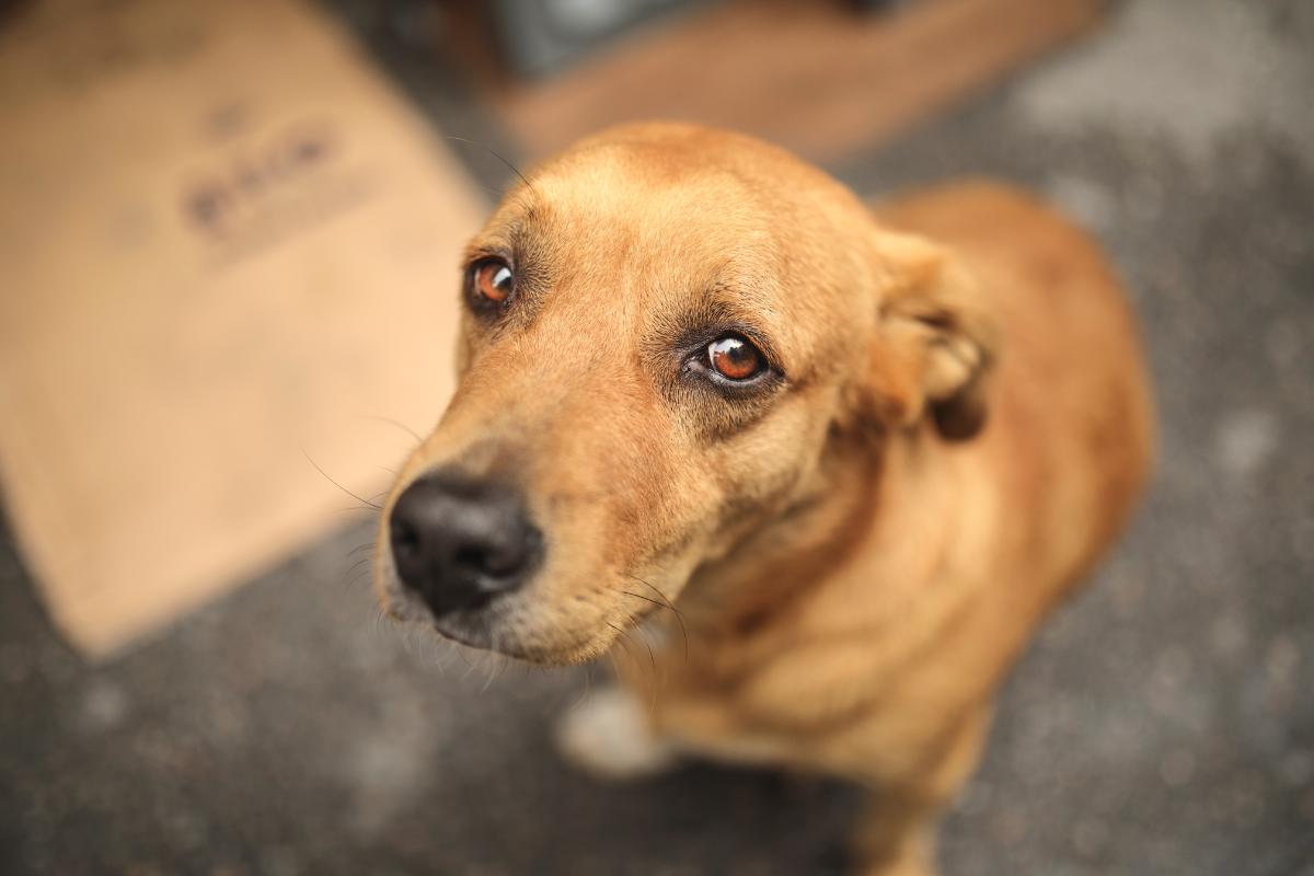 Why Is My Dog Wobbly When Walking? - Causes of Dog Losing Balance
