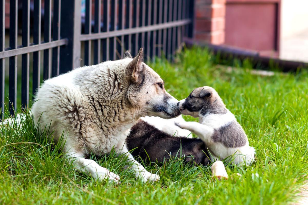 Keeping One Puppy With the Mother Dog - Is It a Good Idea?