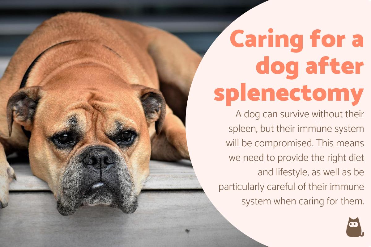 Caring for a Dog After Spleen Removal - Splenectomy in Dogs Recovery