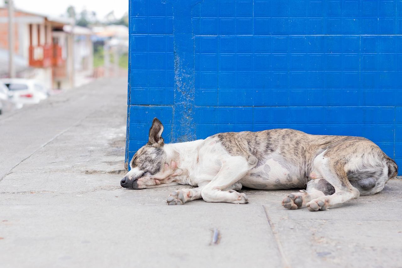 Liver Failure in Dogs - Causes, Symptoms and Treatment