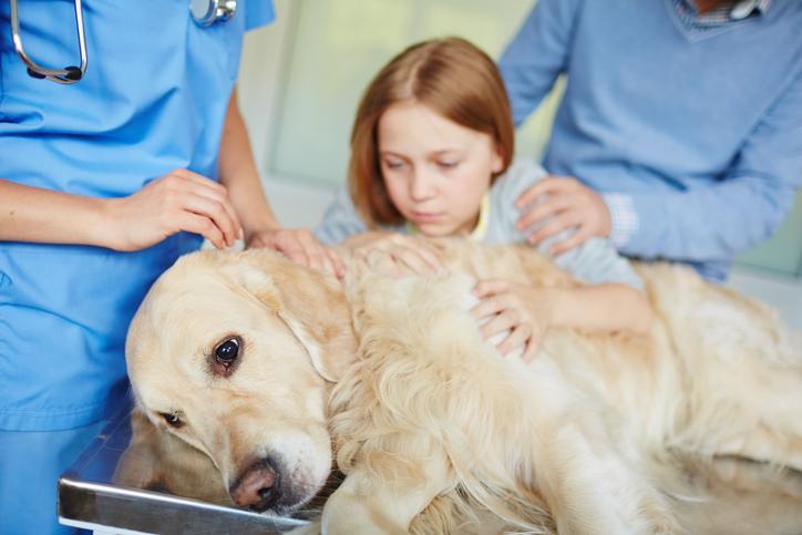 Liver Failure in Dogs - Causes, Symptoms and Treatment