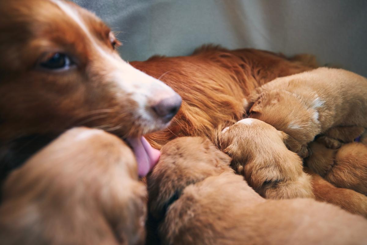 Keeping One Puppy With the Mother Dog - Is It a Good Idea?