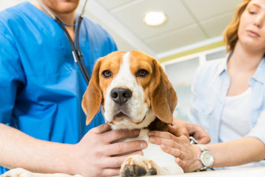Liver Failure in Dogs - Causes, Symptoms and Treatment