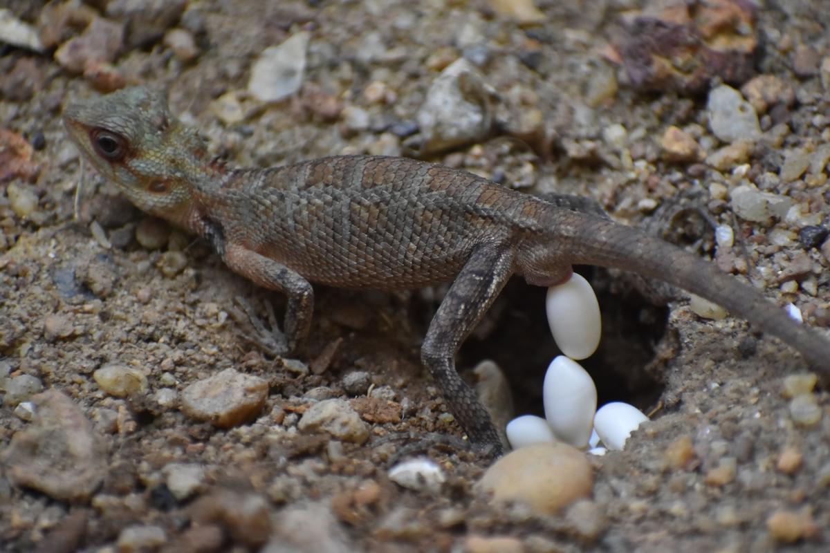 How Do Lizards Reproduce? - Courtship, Mating, and Eggs