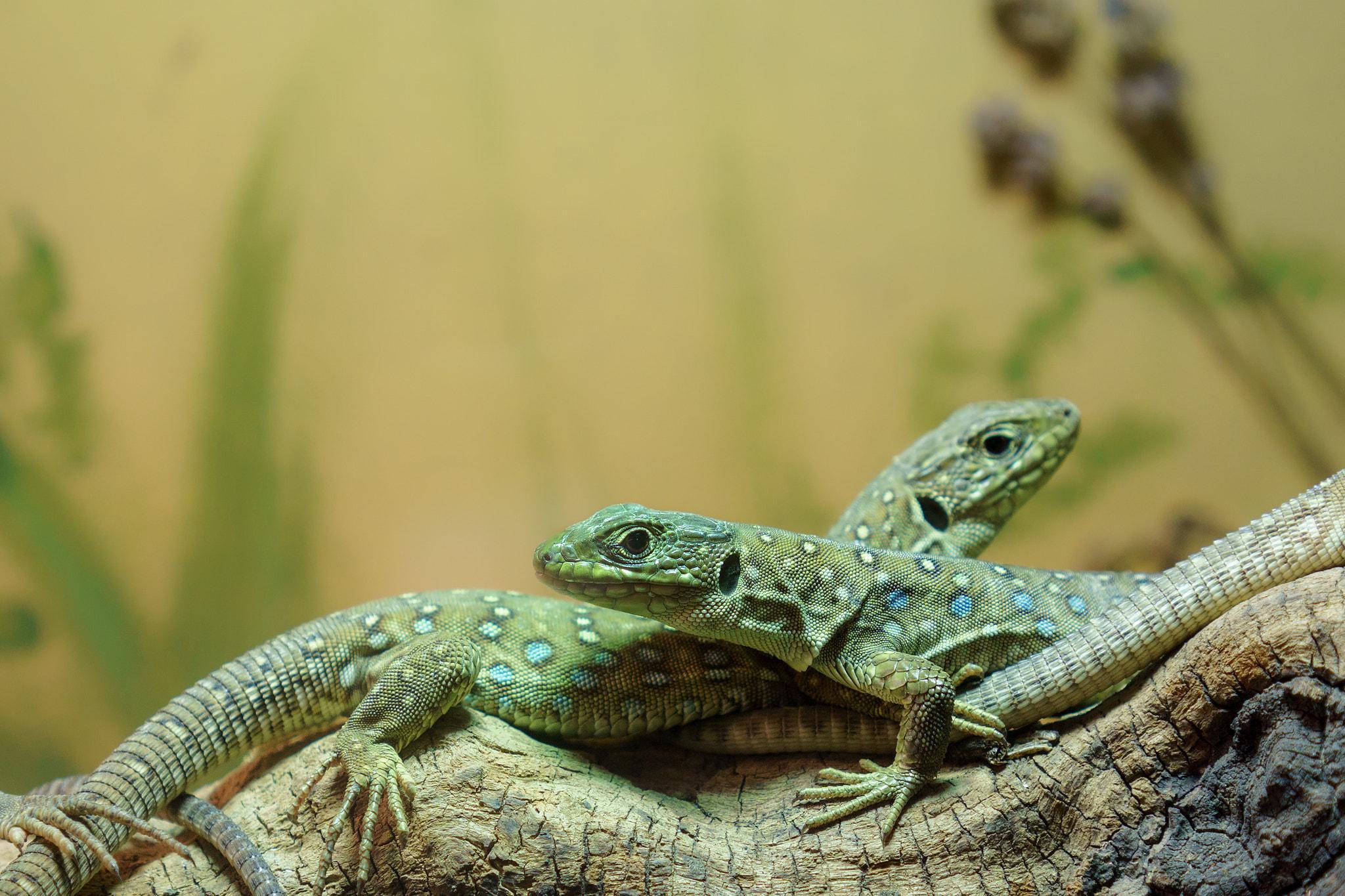 How Do Lizards Reproduce? - Courtship, Mating, and Eggs