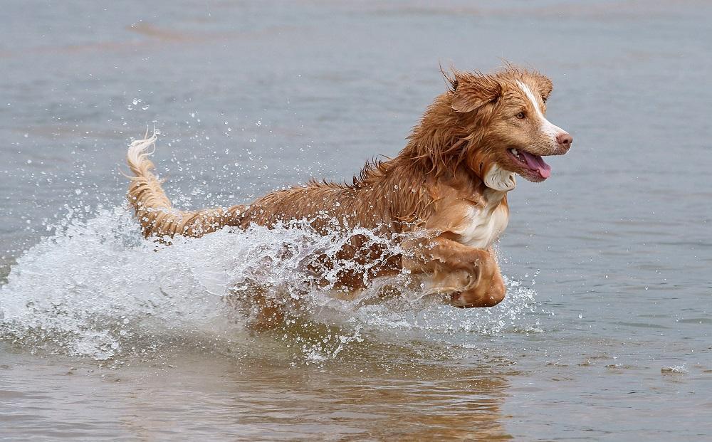 Types of Retriever Dogs - With Photos!