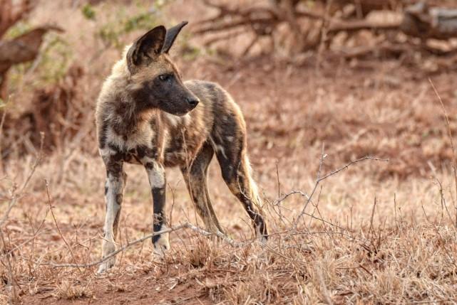 10 Fox Look-Alikes - Names, Photos and Description