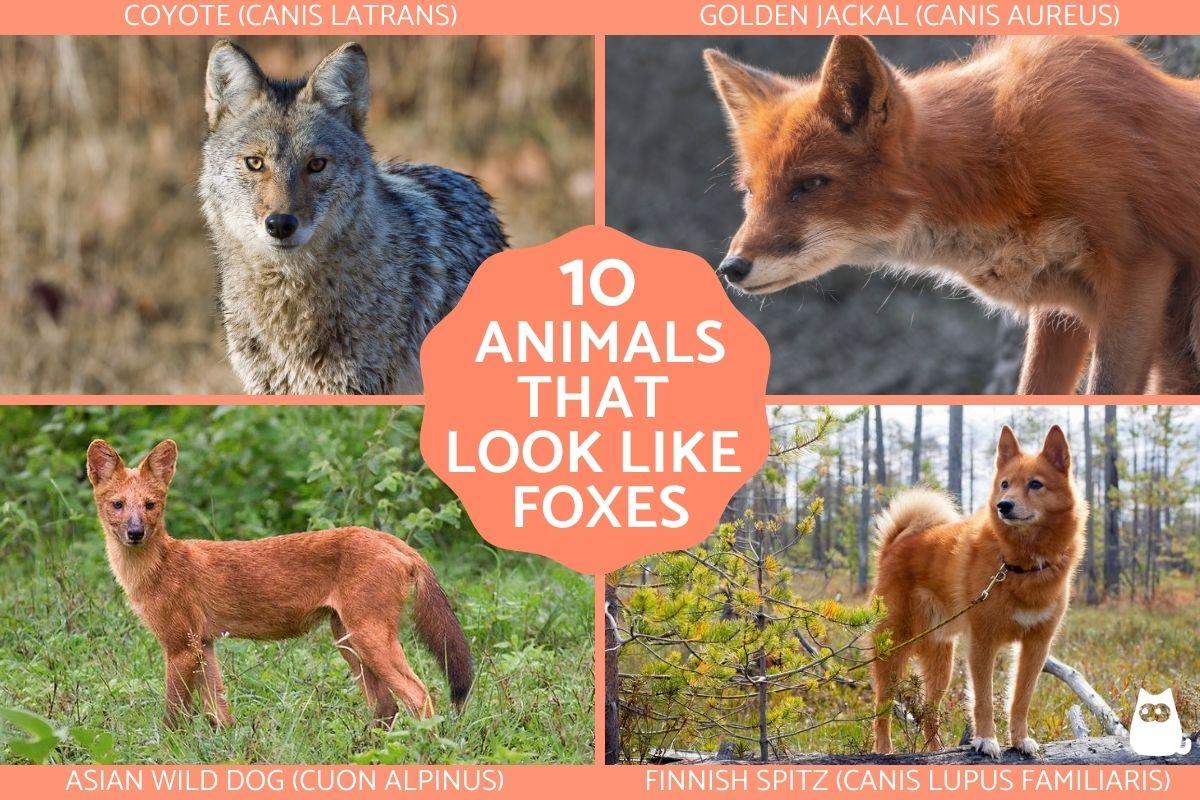 10 Fox Look-Alikes - Names, Photos and Description