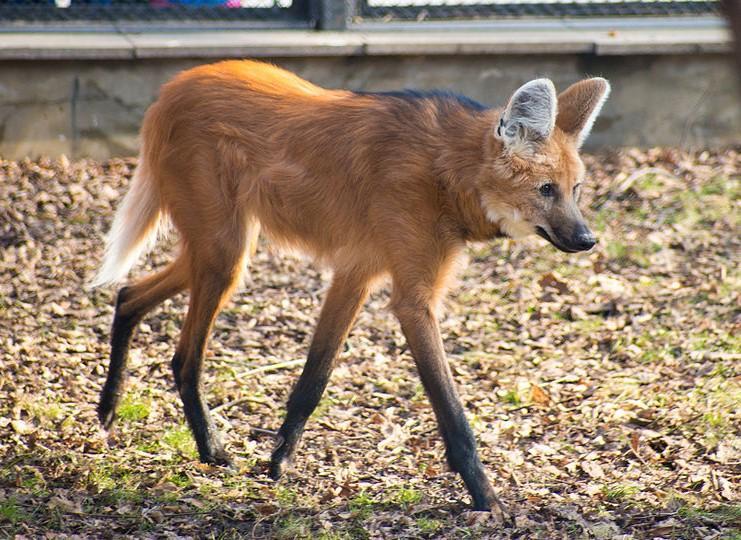 10 Fox Look-Alikes - Names, Photos and Description