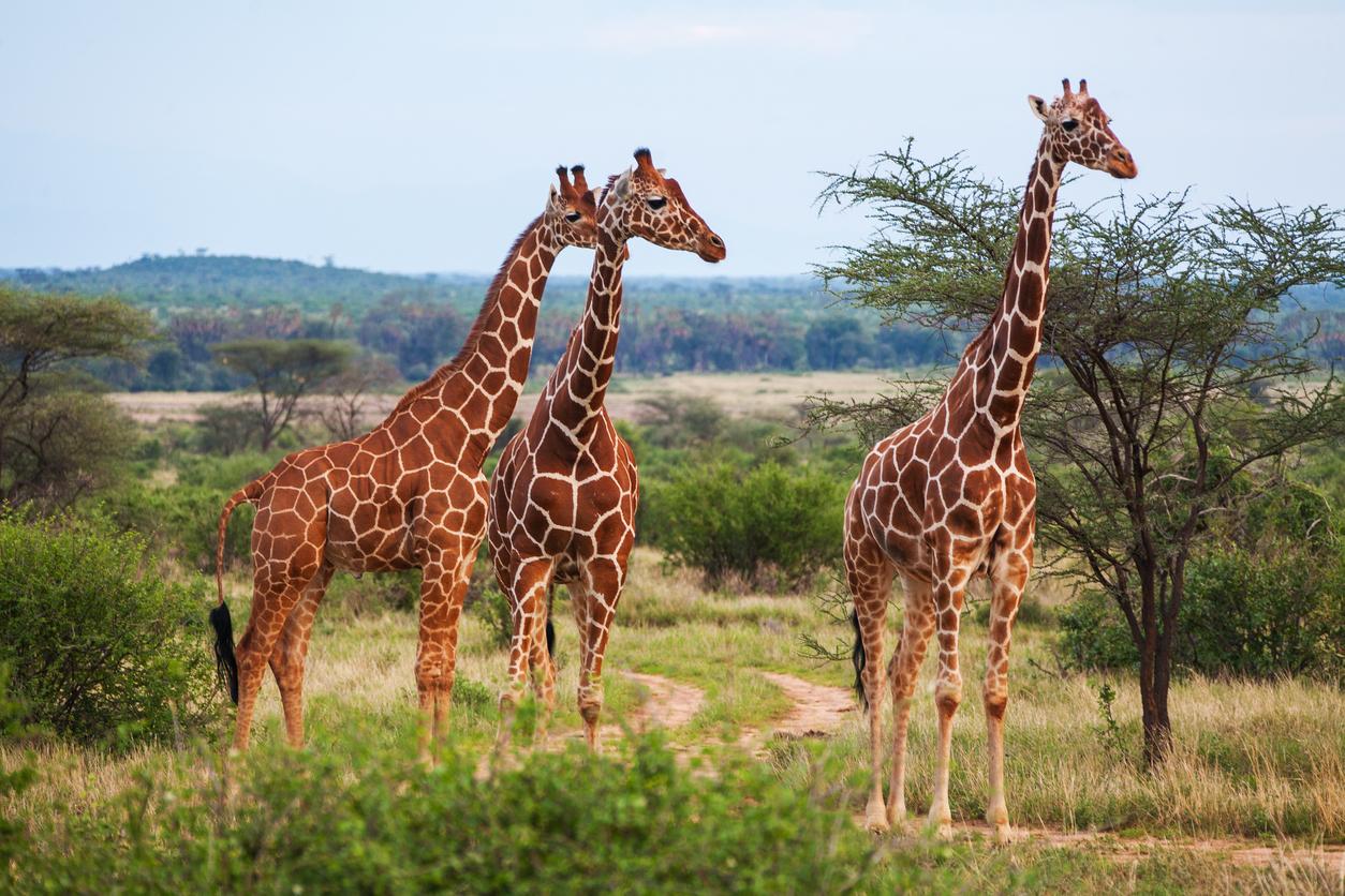 Where Do Giraffes Live in the World? - Giraffe Habitat and Distribution