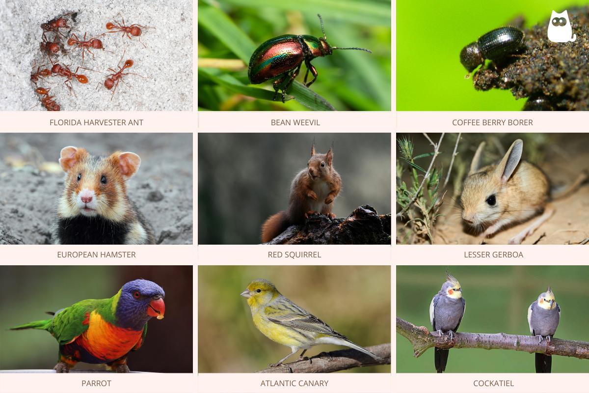 Granivores - Types of Seed Eating Animals With Photos