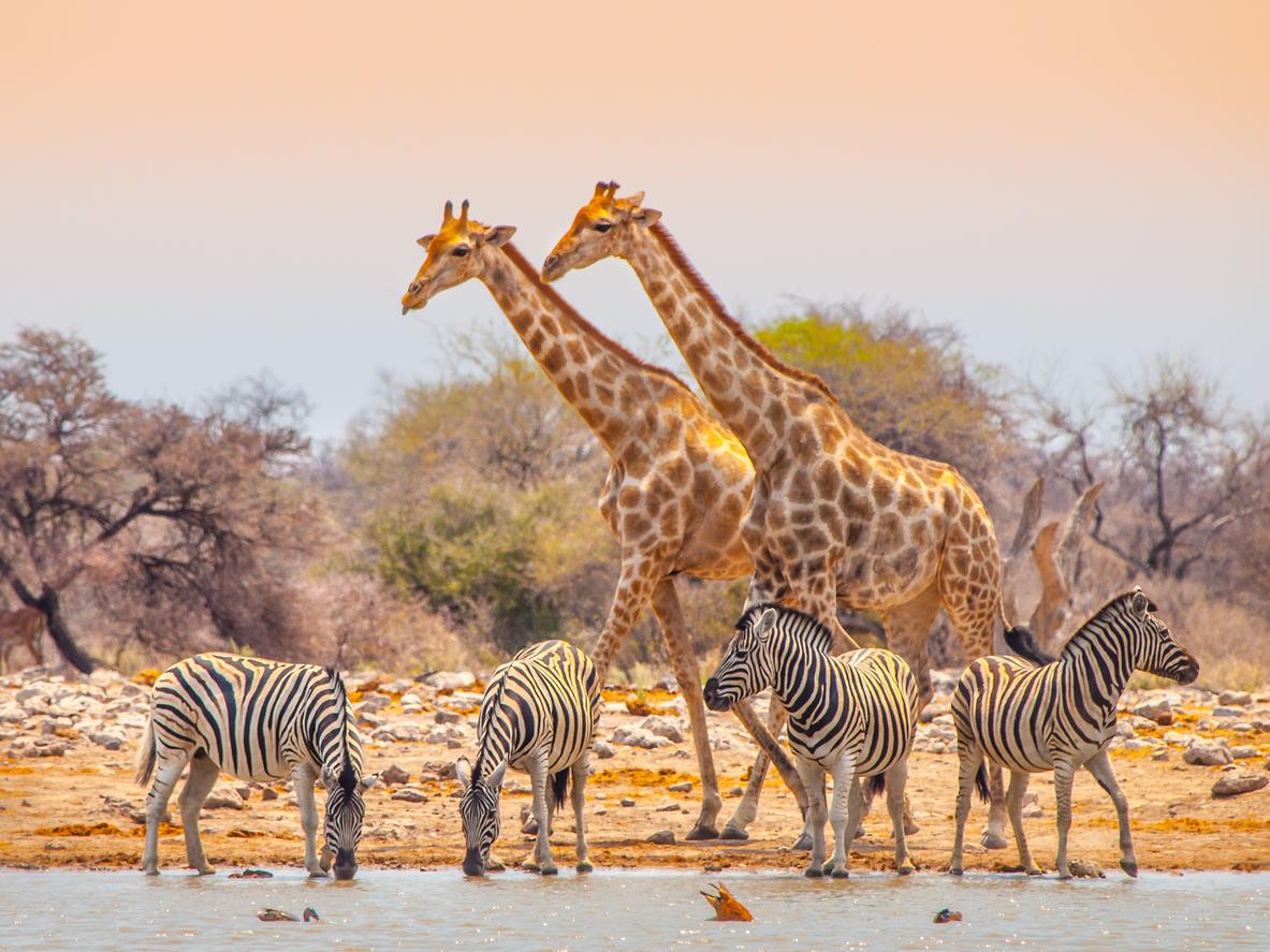 Where Do Giraffes Live in the World? - Giraffe Habitat and Distribution
