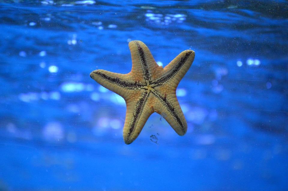 What do Starfish Eat? - A Starfish’s Diet & Starfish Facts
