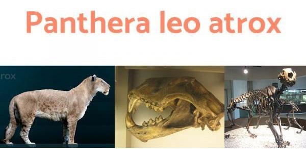 How Many Types of Lions Are There? - All Different Lion Subspecies With ...