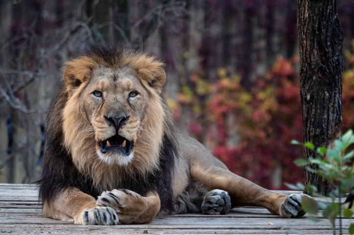 How Many Types of Lions Are There? - All Different Lion Subspecies With ...