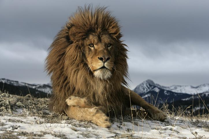 How Many Types of Lions Are There? - All Different Lion Subspecies With ...