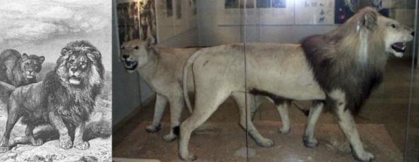 How Many Types of Lions Are There? - All Different Lion Subspecies With ...