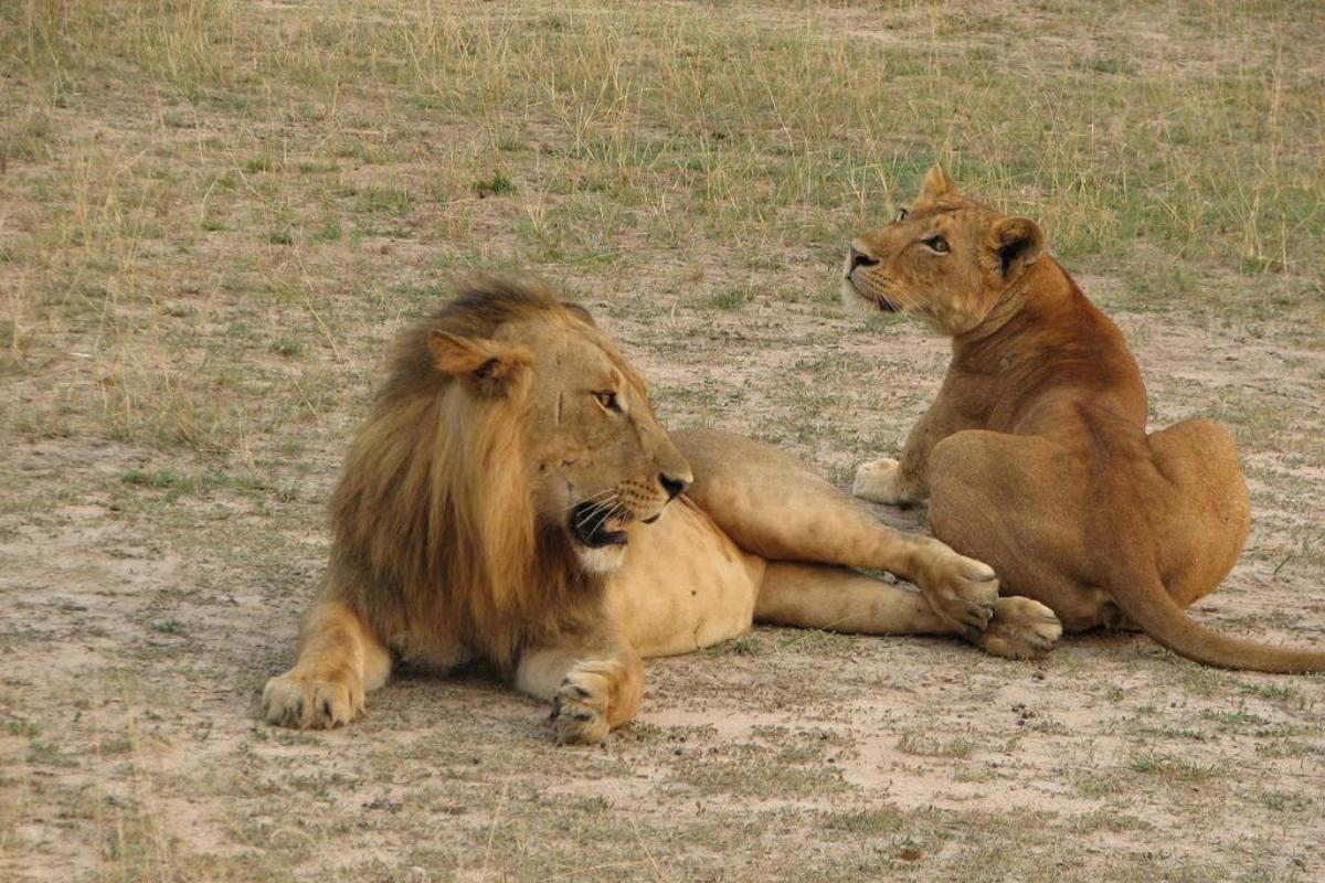 How Many Types of Lions Are There? - All Different Lion Subspecies With ...